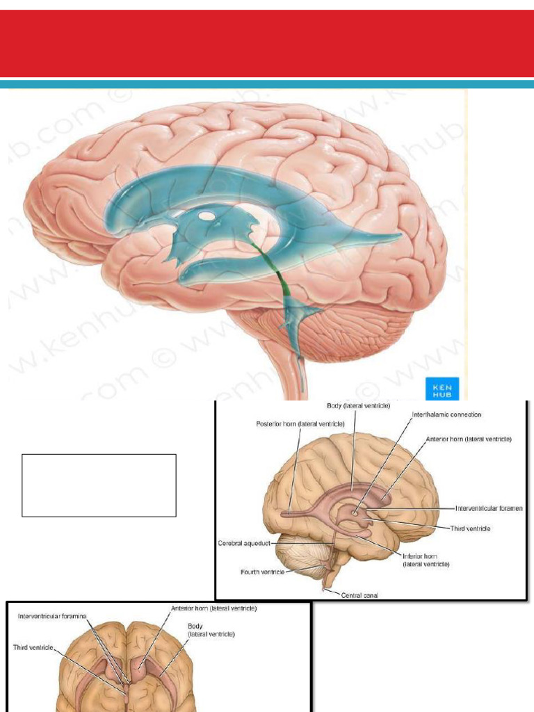 Ventricular System & CSF Circulation Overview | PDF | Nervous System ...