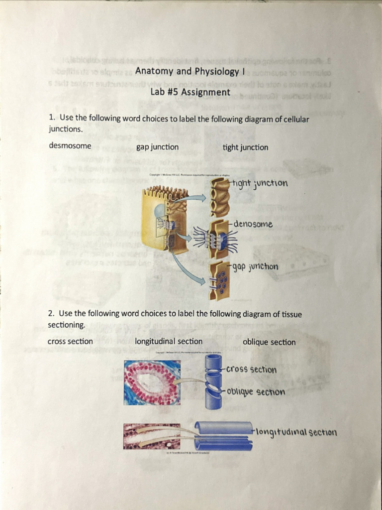 Ch. 5 Lab Activity - Workbook by Cheyenne Crowley | PDF