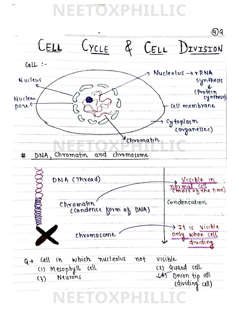 Cell Cycle and Cell Division | PDF