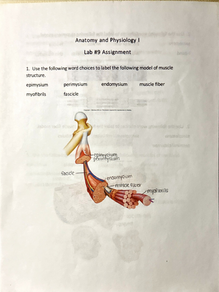 Ch. 9 Lab Activity - Workbook by Cheyenne Crowley | PDF