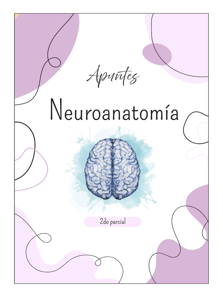 APUNTES DE NEUROANATOMÍA 2DO PARCIAL.. 2 | PDF | Sinapsis | Médula espinal
