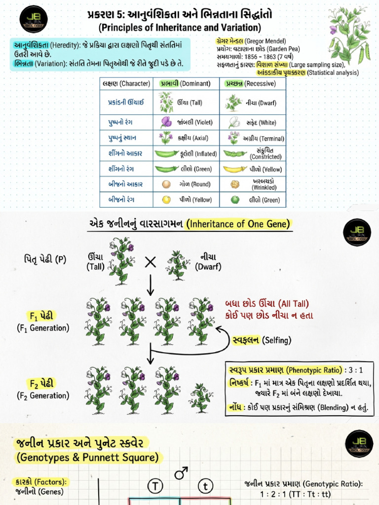 Mendel Genetics Beyond the Peas 260113 074148 | PDF