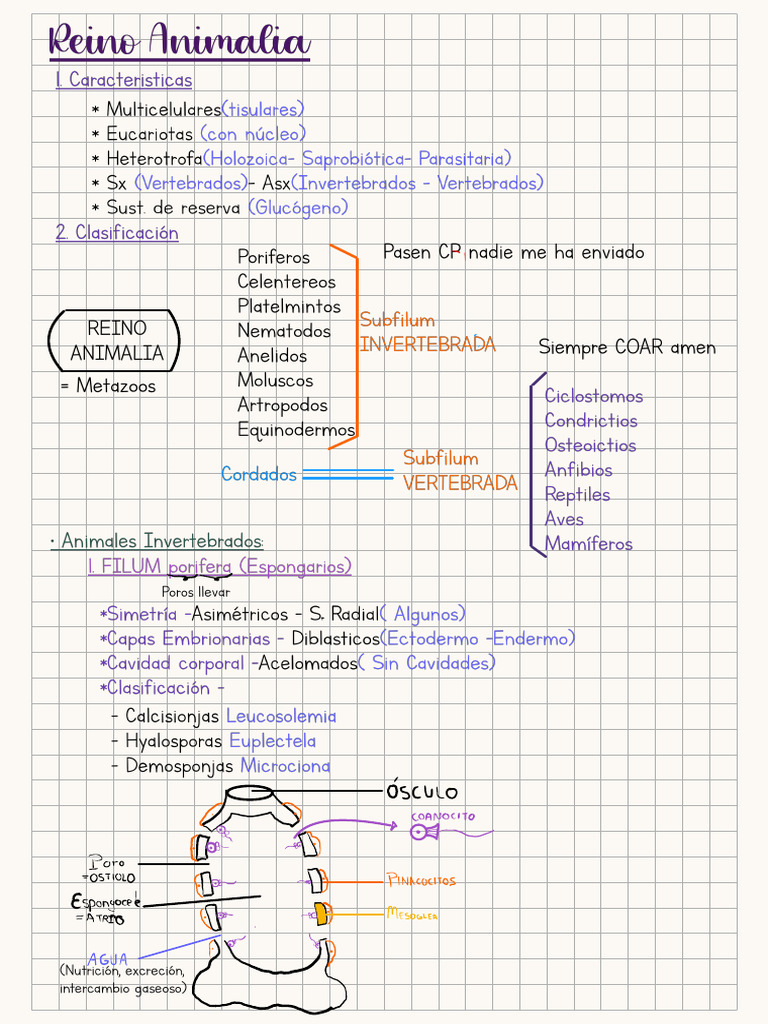 Reino Animalia | PDF