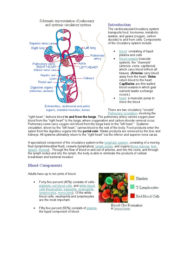 1 Cardiovascular System | PDF | Heart | Circulatory System