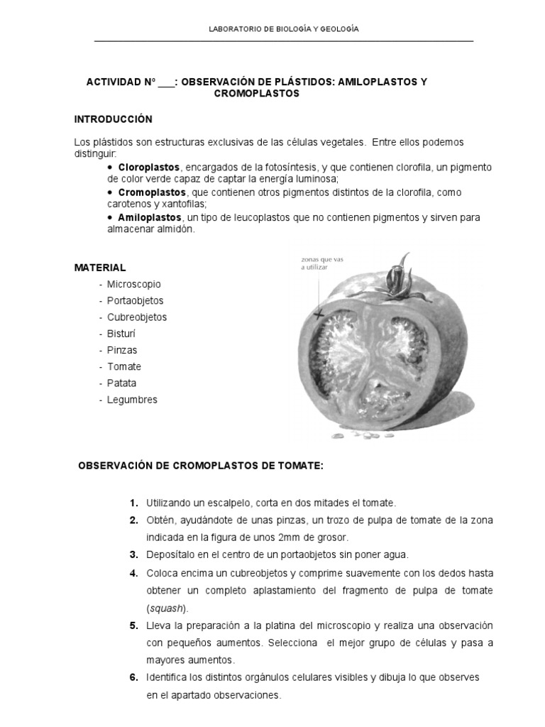18 Cromoplastos y Amiloplastos | Plantas | Biología Celular)