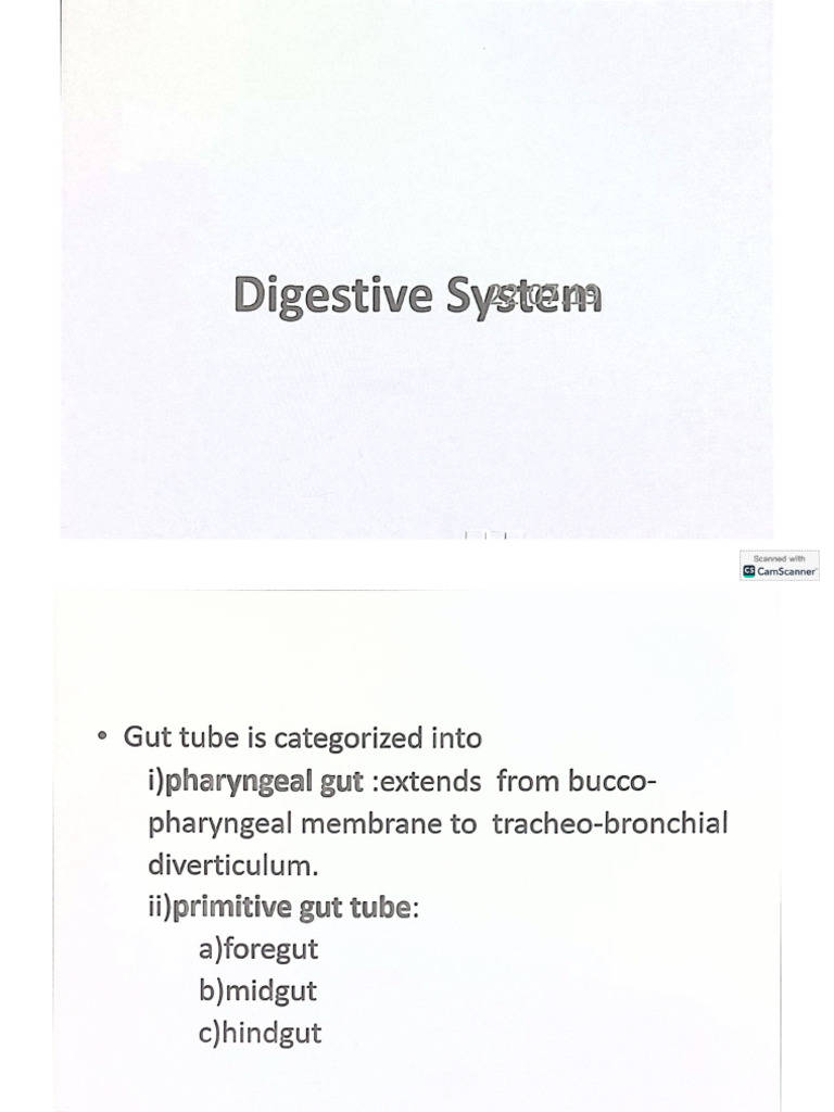 Embryo Digestive System | PDF