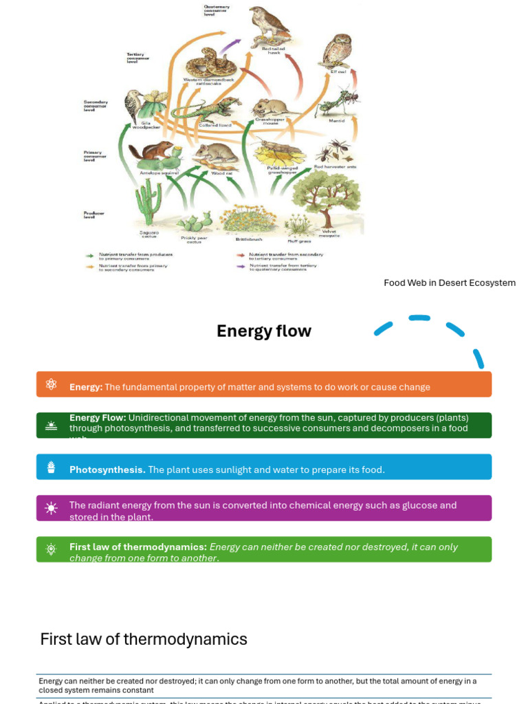 Energy Flow in Desert Food Webs | PDF | Food Web | Ecosystem
