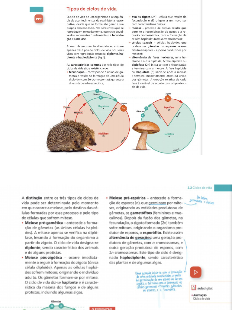 Ciclos de Vida | PDF