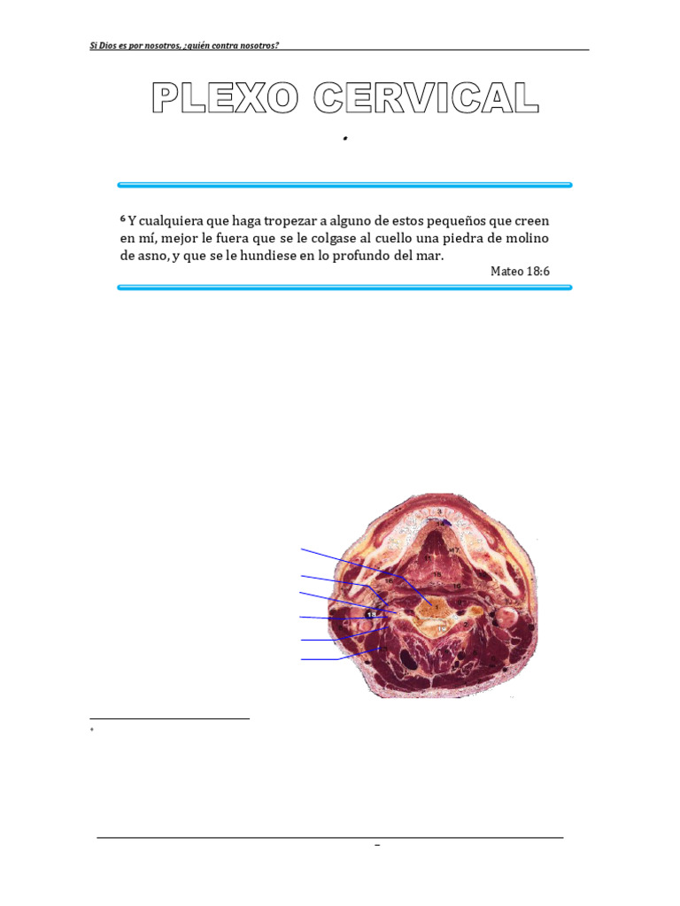 Plexo Cervical 2025 | PDF | Nervio | Neuroanatomía