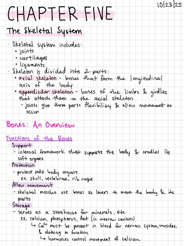 A&P Skeletal System Notes | PDF | Bone | Skeleton