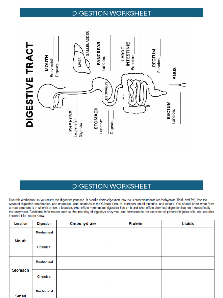 Digestion Worksheet | PDF