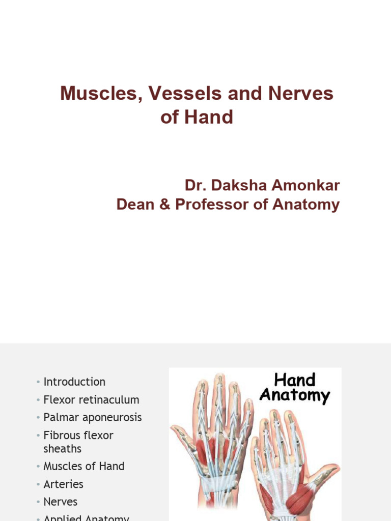Hand - Muscles, Vessels and Nerves | PDF | Thumb | Hand