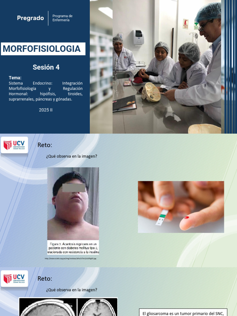 Clase 4 a Fisio endocrino 1a | PDF | Sistema endocrino | Hormona