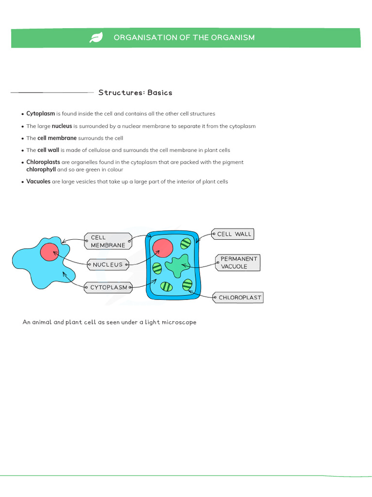 Cell Structure and Function Overview | PDF | Cell (Biology) | Cytoplasm