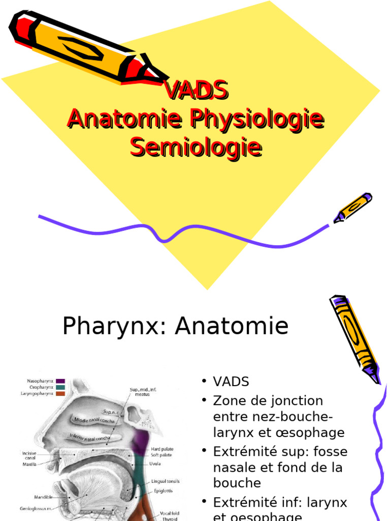 Anatomie et Physiologie des VADS | PDF | Langue | Larynx