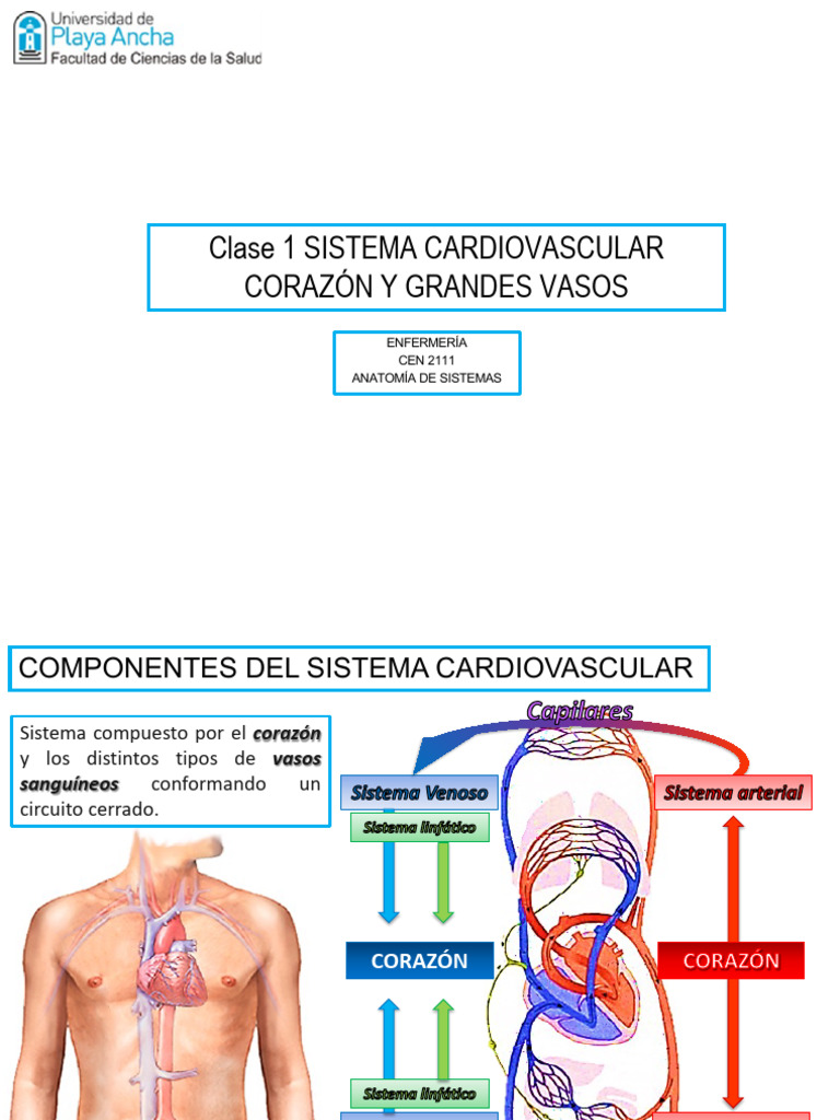 Clase 1 Corazon y Grandes Vasos | PDF | Corazón | Sistema circulatorio