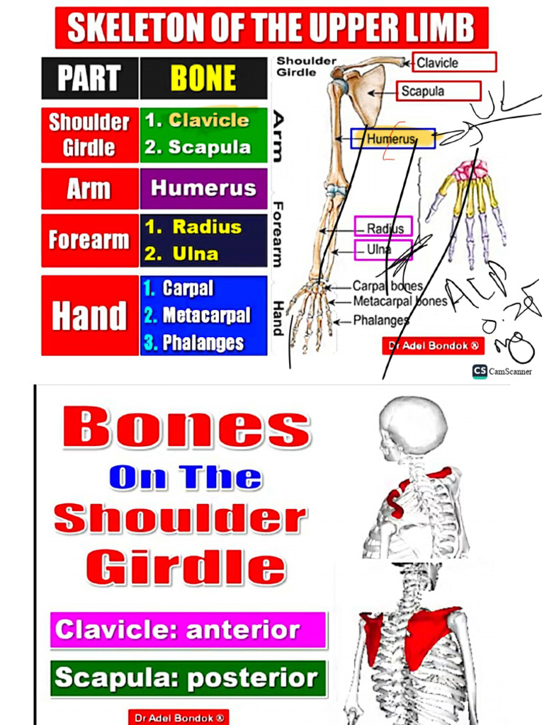 upper limb by adeel bandok | PDF