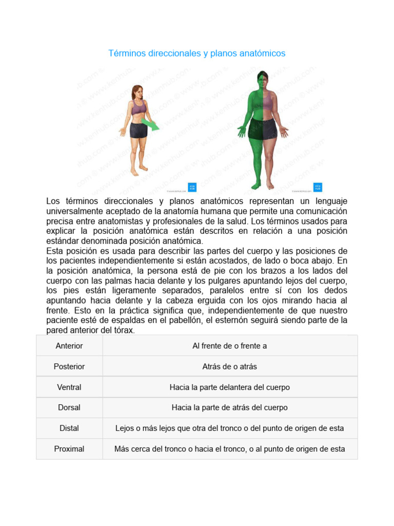 Términos direccionales y planos anatómicos | PDF | Términos anatómicos ...