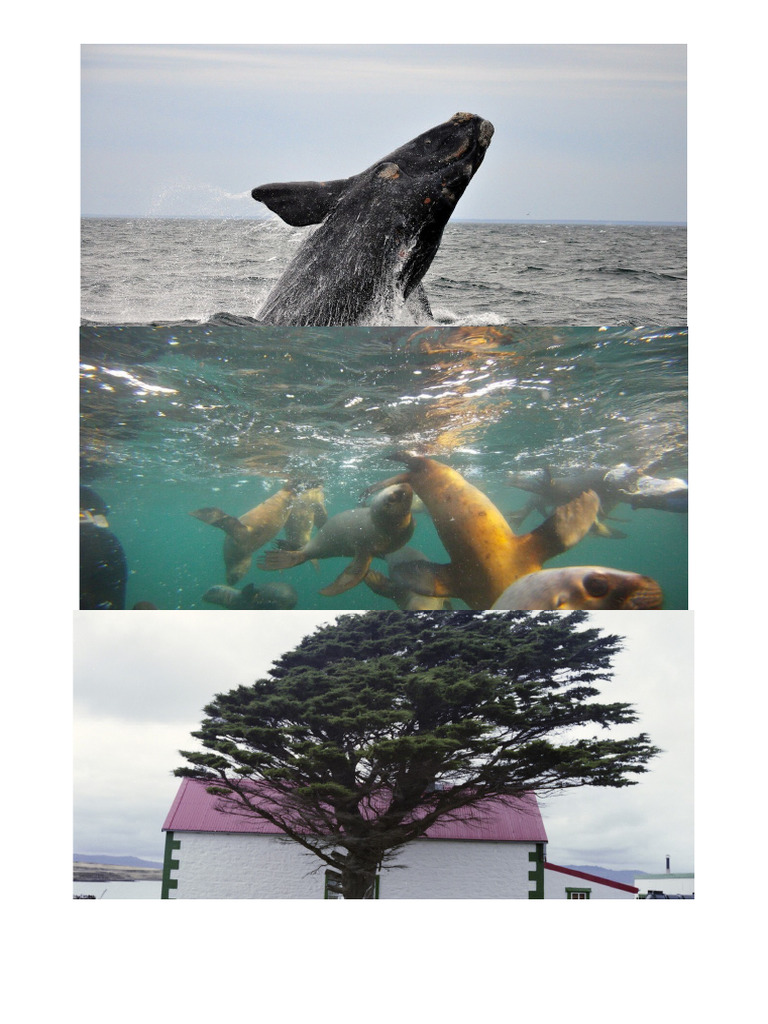 Imagenes Malvinas Para Memotest Grande | PDF