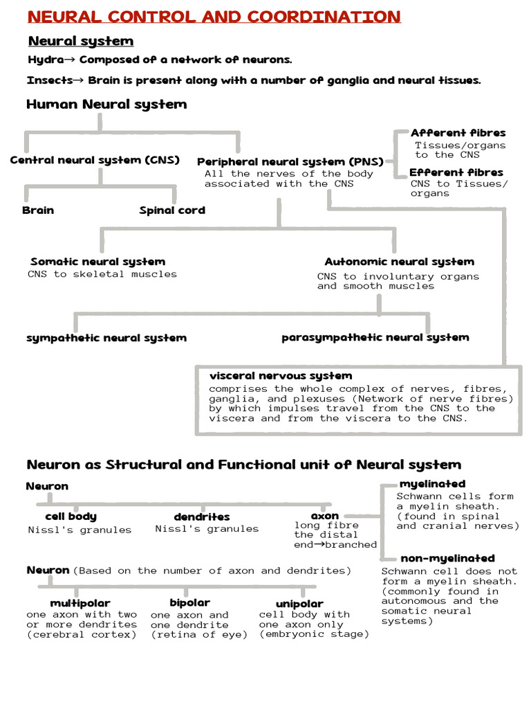 Neural Control and Coordination Overview | PDF | Nervous System ...