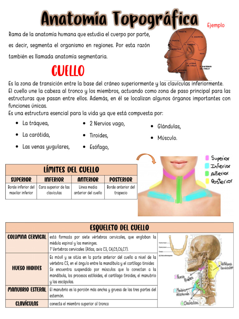 Anatomía del Cuello: Estructuras y Funciones | PDF | Nervio vago | Laringe