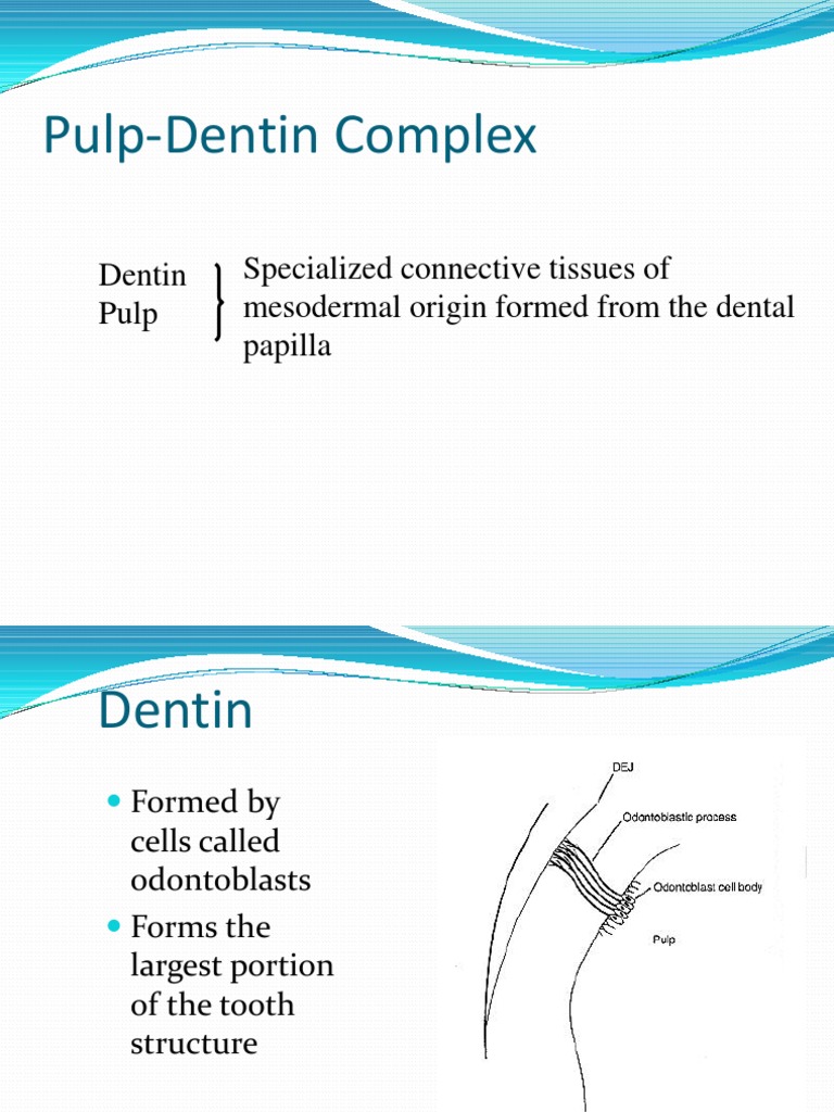 (RestoDent) Dentin-Pulp Complex | Dentin | Human Tooth