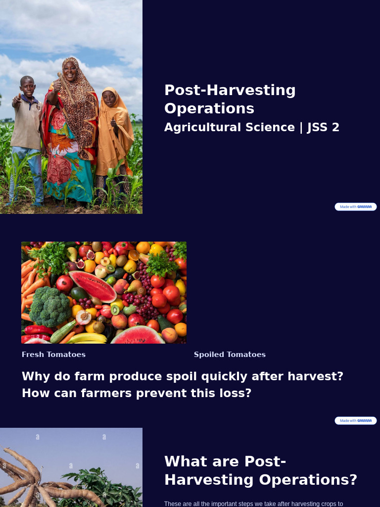 Post-Harvesting Operations in Agriculture | PDF | Cereals | Farms