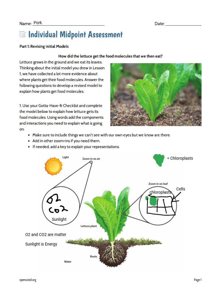 Plant Food Molecules Explained | PDF | Carbon Dioxide | Biology