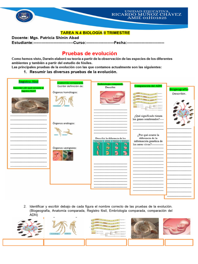 Tarea n.4 II Trimestre 1bgu Biología | PDF | Evolución | Evolución humana