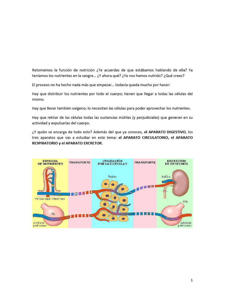 3-Módulo IV bloque 7 Tema 4 | PDF | Corazón | Ventrículo (corazón)