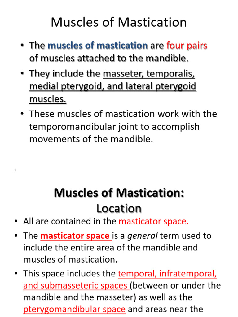 Lecture 6 HN Muscles of Mastication (2) | PDF | Human Head And Neck ...