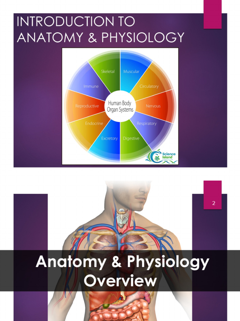 Intro To Anatomy & Physiology PPT (2025) | PDF | Human Body | Muscle