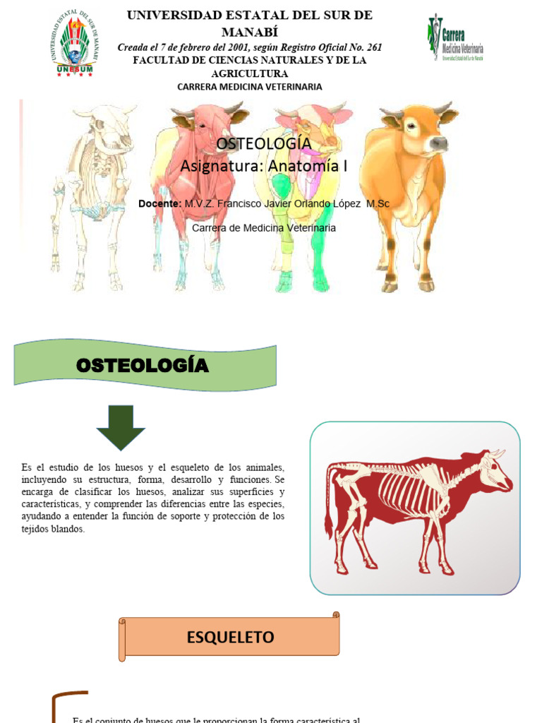 OSTEOLOGÍA | PDF | Hueso | Tórax