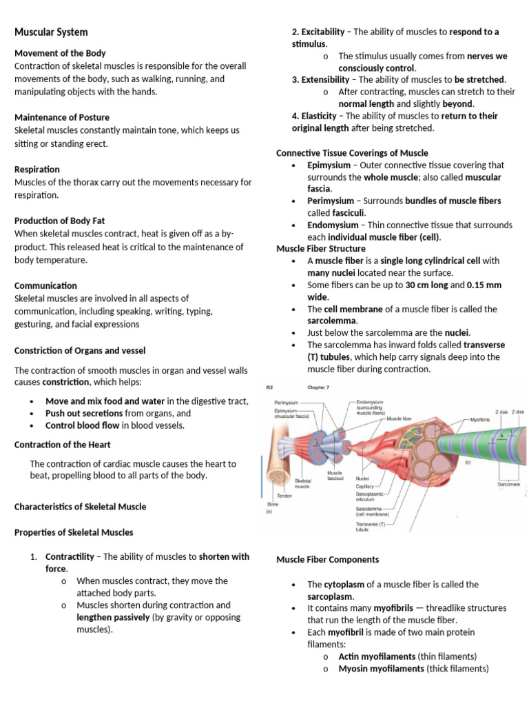 Muscular System | PDF | Muscle Contraction | Skeletal Muscle