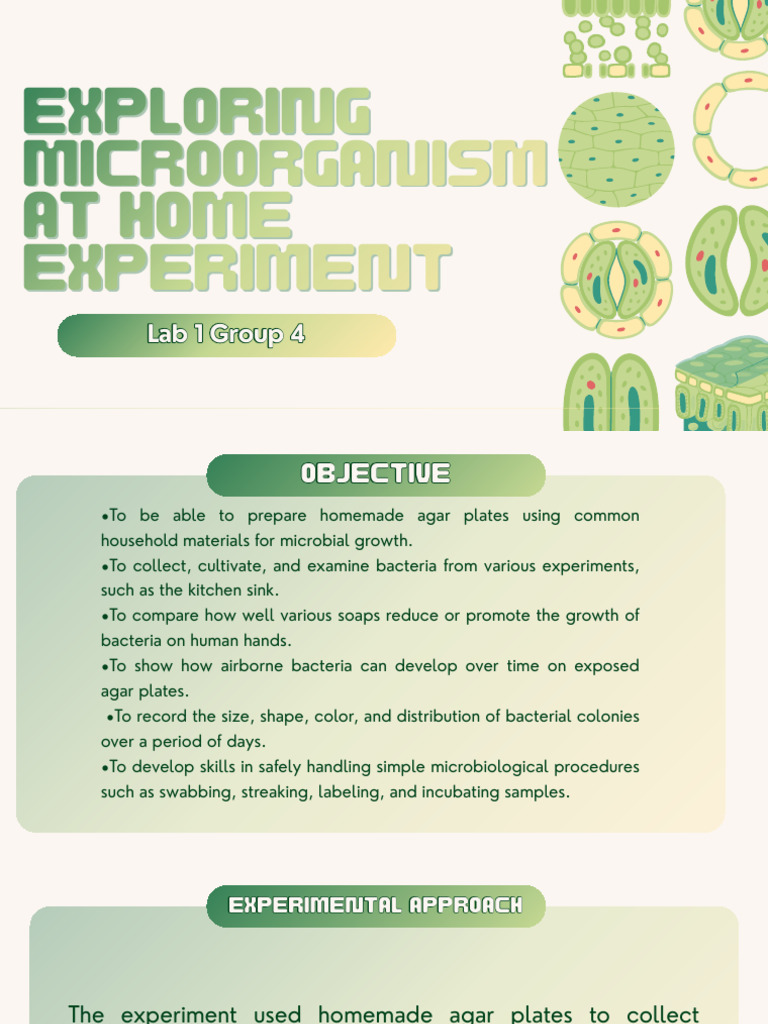 Home Microbiology: Bacteria Experiments | PDF | Bacteria | Microscopy