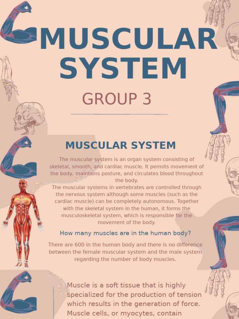 Overview of the Muscular System | PDF | Skeletal Muscle | Muscle
