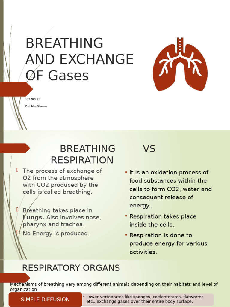Breathing and Exchange of Gases | PDF | Respiratory System | Lung