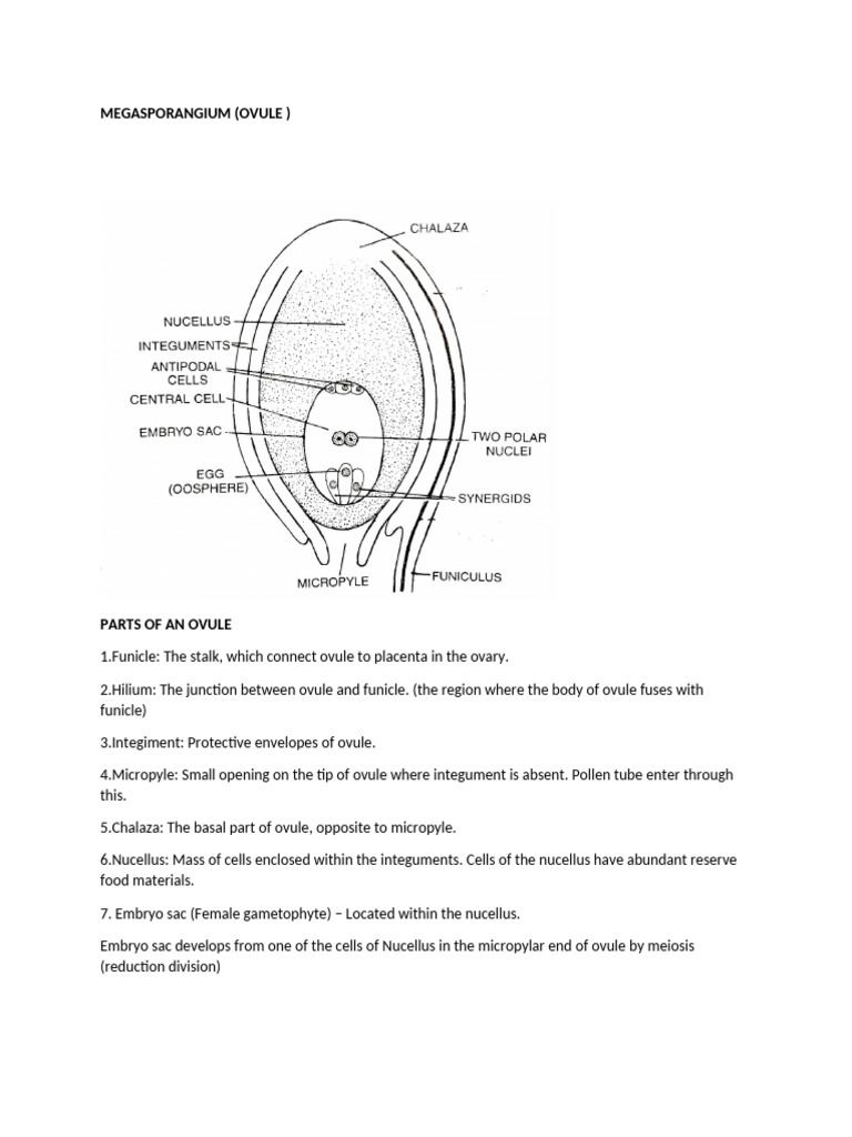 Parts of An Ovule | PDF
