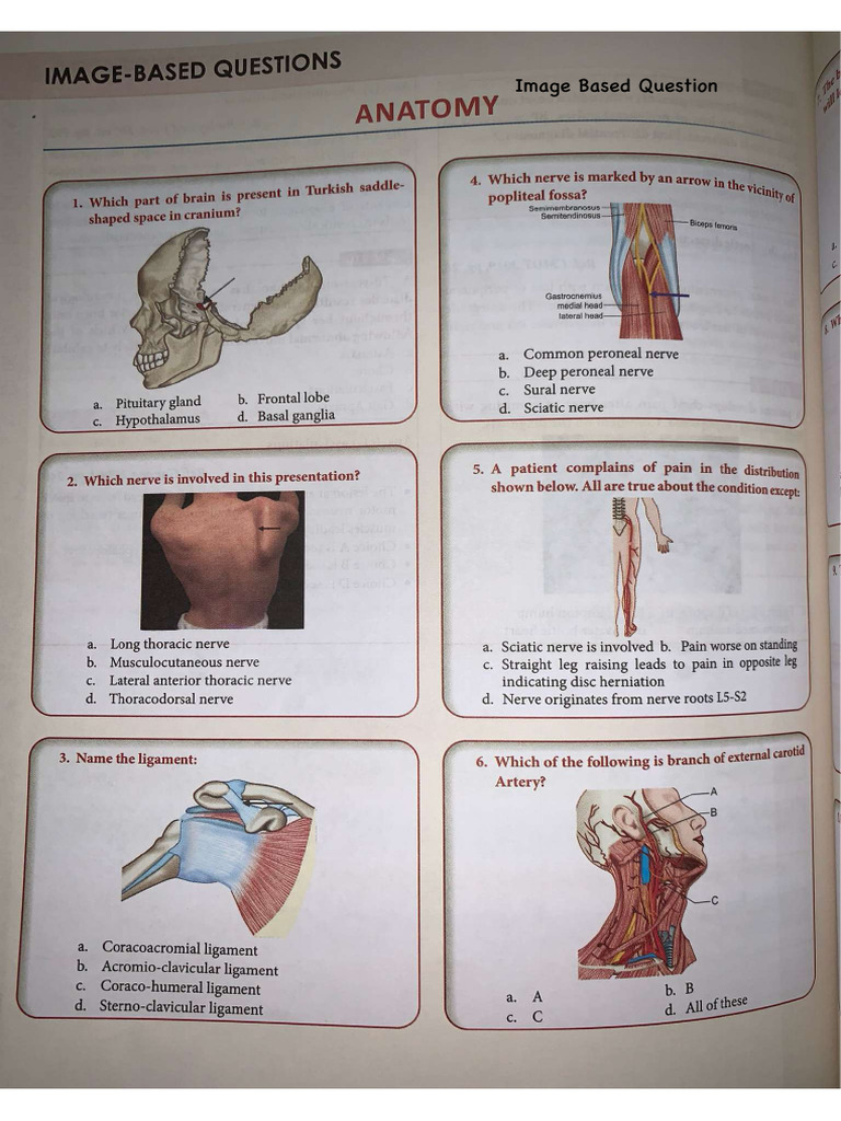 Ibq | PDF