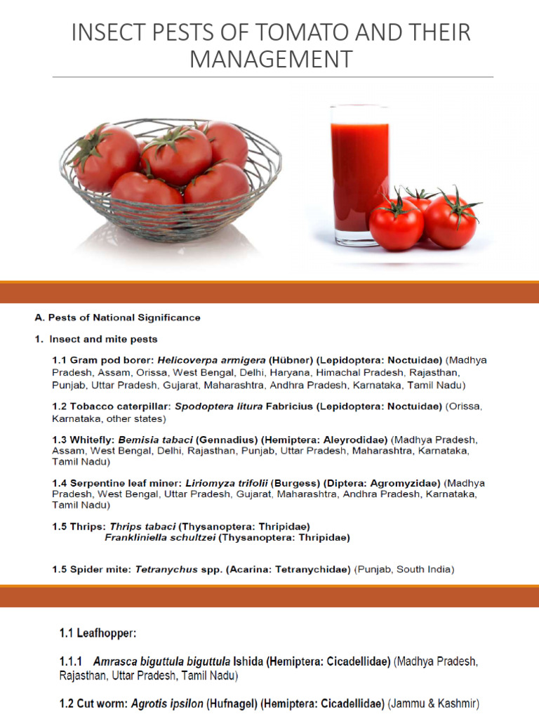 Tomato Insect Pests & Management Guide | PDF | Insects And Humans | Insects