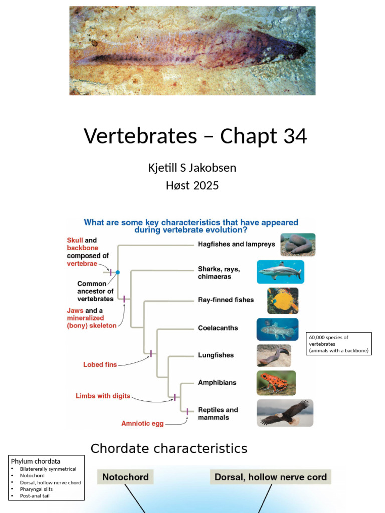 Vertebrate Evolution and Hox Genes Insights | PDF | Vertebrates