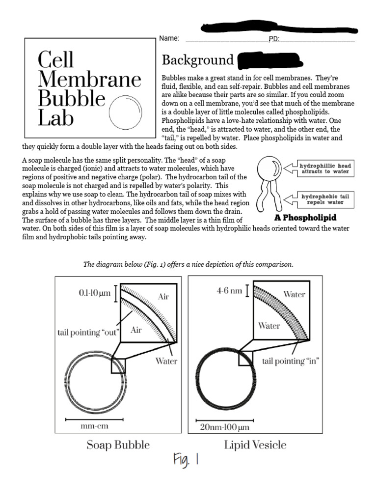 Cell Membrane Bubble Lab Fatsy Honors | PDF | Cell Membrane | Cell ...