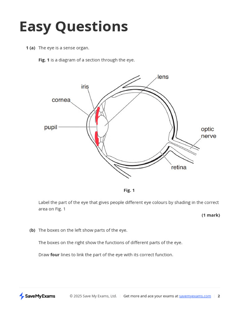 14 1 Coordination Response Revision | PDF | Eye | Senses