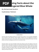 Blue Whale: Adaptations and Conservation | PDF | Whales | Cetacea