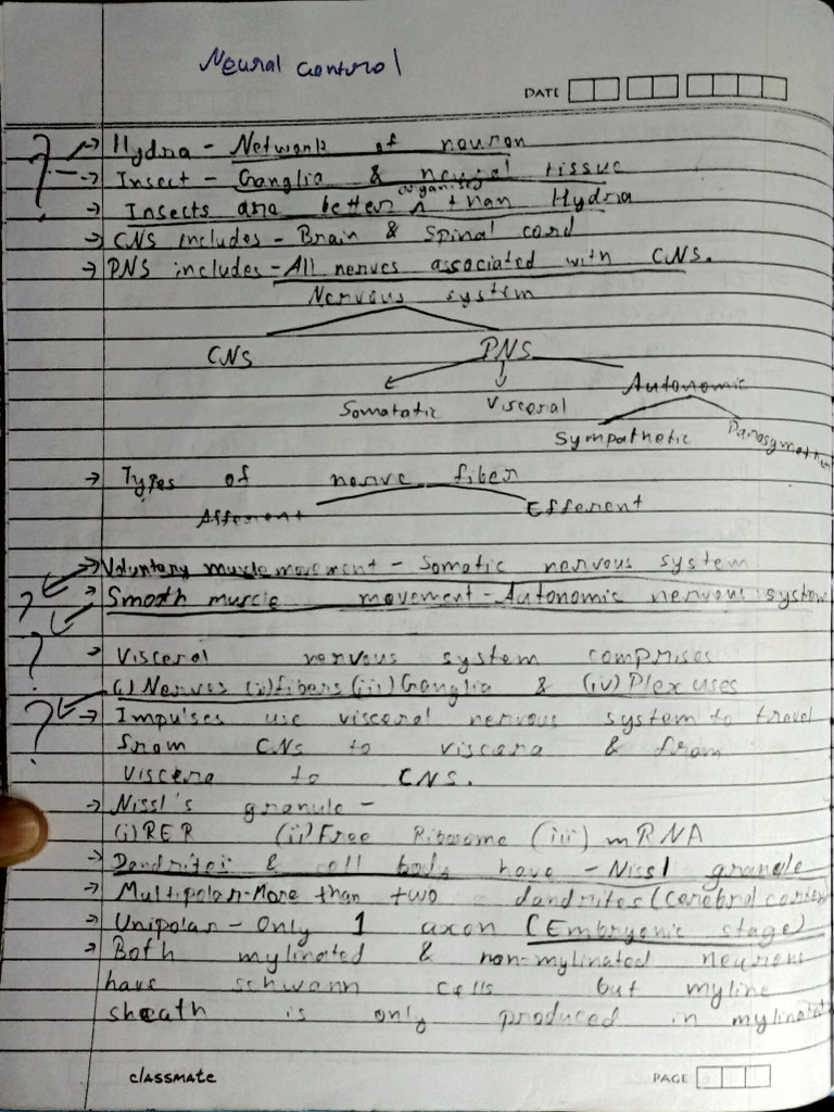 neural control in coordination | PDF | Neurophysiology
