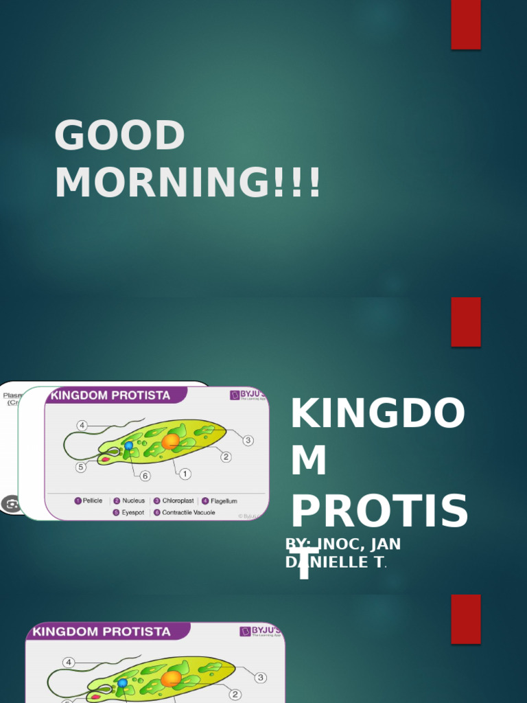 Inoc Jan Danielle Kingdom Protist | PDF