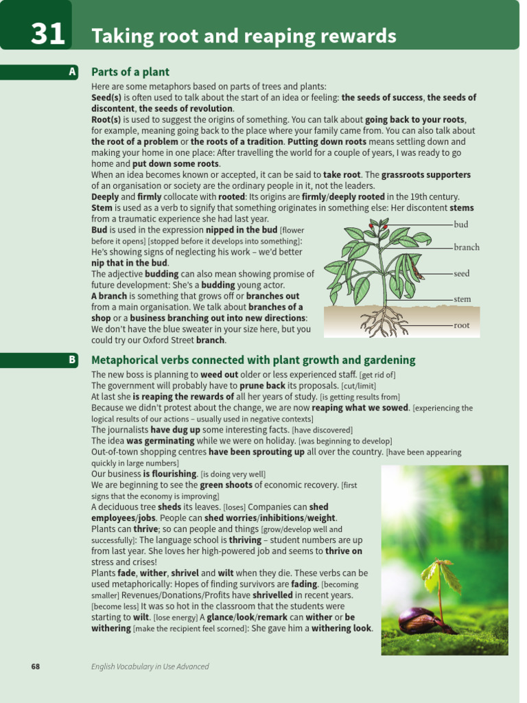 VH31. Taking Root and Reaping Rewards | PDF | Linguistics