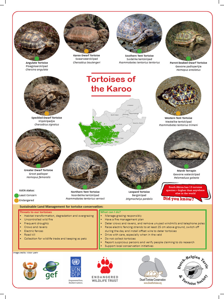 Final Karoo Tortoise Poster | PDF | Vertebrates Of Africa | Reptile