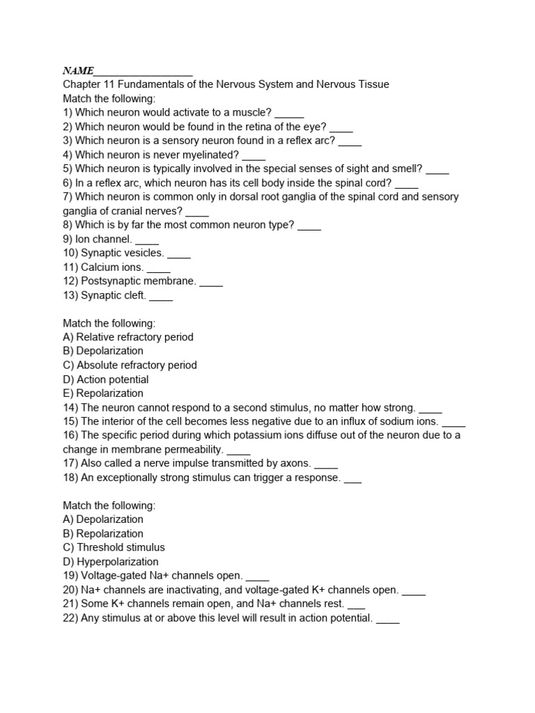 Nervous System Fundamentals Quiz | PDF | Chemical Synapse | Inhibitory ...