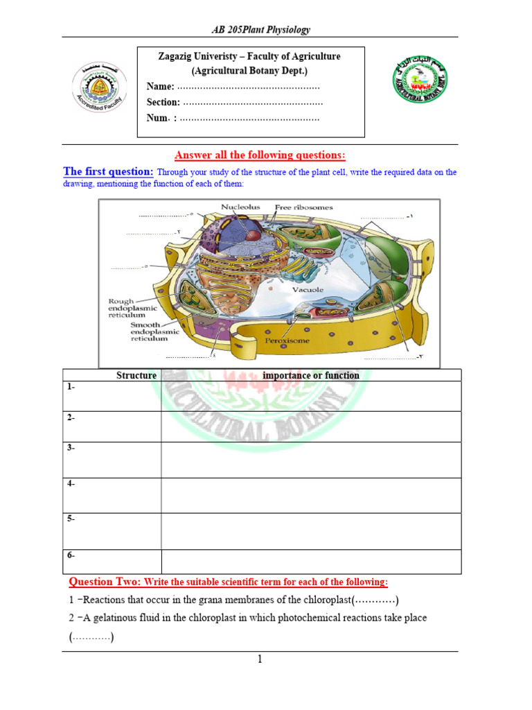 Assignment Plant Cell | PDF | Cell (Biology) | Cytoplasm